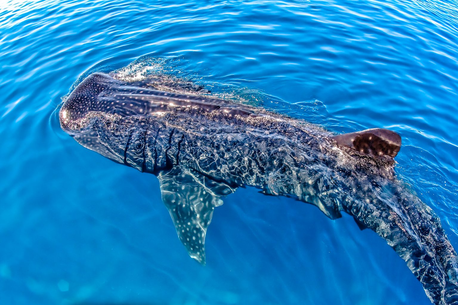Schwimmen mit Walhaien in Mexiko: Die besten Ausflüge